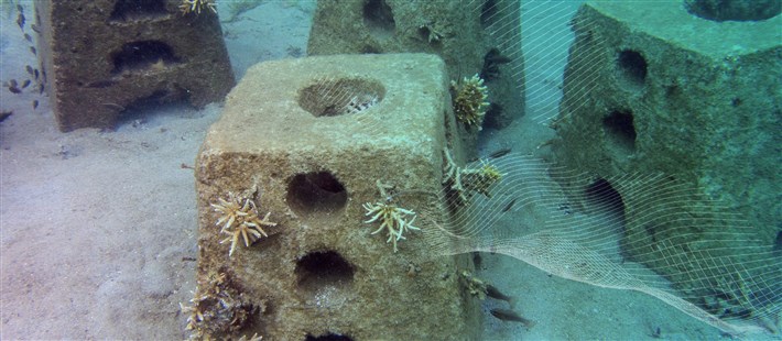 Dar Al-Handasah - Insights - Artificial Reefs, Oyster Reef Restoration ...